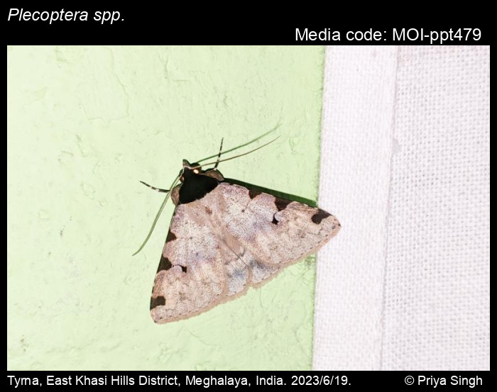Plecoptera spp. | Moths